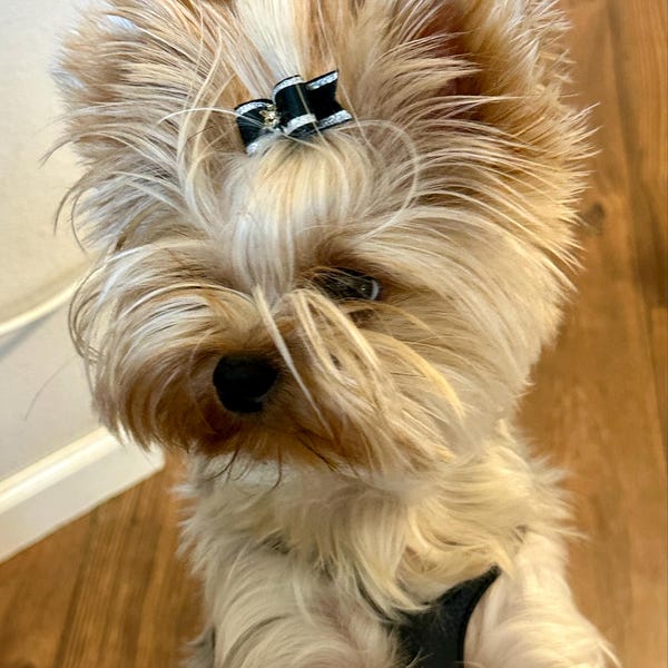 Hot Pink Dog Hair Bow 7/8 Single Loop Summer Fun Smile Flower Yorkie ...