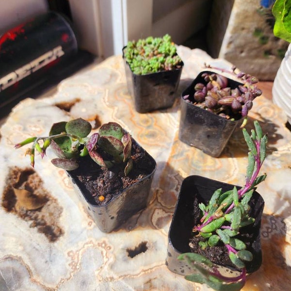 String of Little Pickles, Othonna Capensis ‘ruby Necklace’ in 2 Inches ...