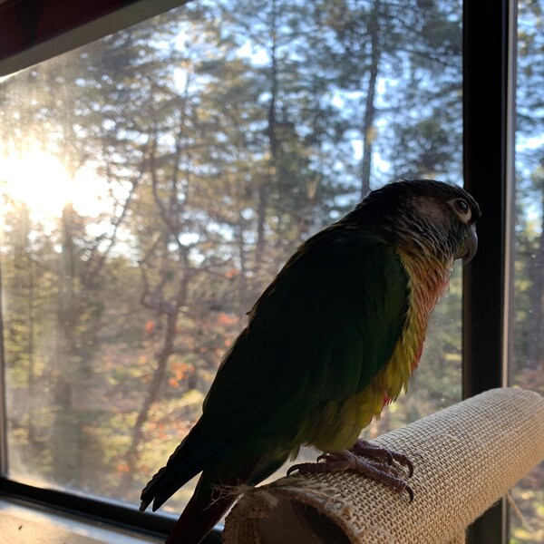 Rubs & Seasonings Sampler Set Half Ounce Tins - Etsy