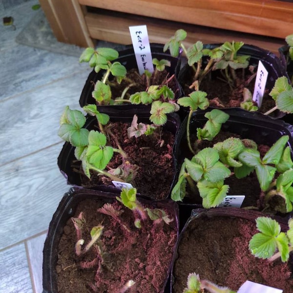 12-100 Evie-2 Everbearing Strawberry Plants-flavorful, High-yielding ...