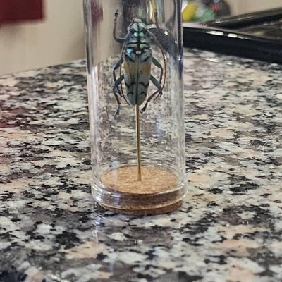 Real Beetle/insect Specimen / Cloche Jar Insect Display Specimen ...