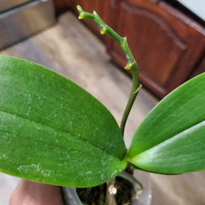 Awarded cotton Candy Phal. Cheng-de Beauty 'sakura' AM/AOS , Handsome Plant in 4 Pot With 25-28 ...