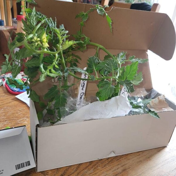 Micro Pepper Hot Pops Purple Ornamental Chili Pepper 15 Seeds - Etsy