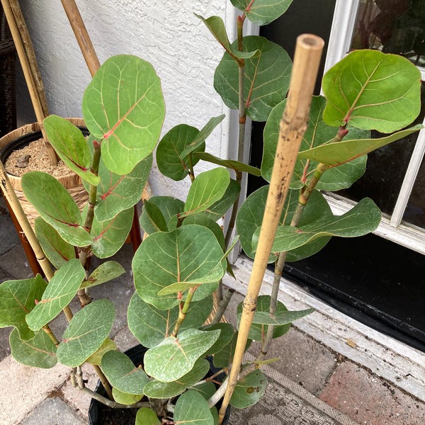Jatropha Integerrima Red Peregrina Spicy Jatropha Standard Tree Form 10 ...
