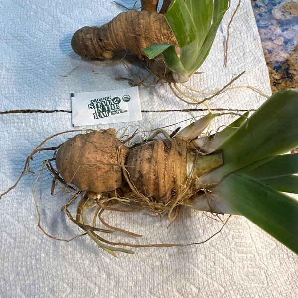 Hosta TRUE Chartreuse With White/cream Edges 'american Dream' in 4.5x5 ...
