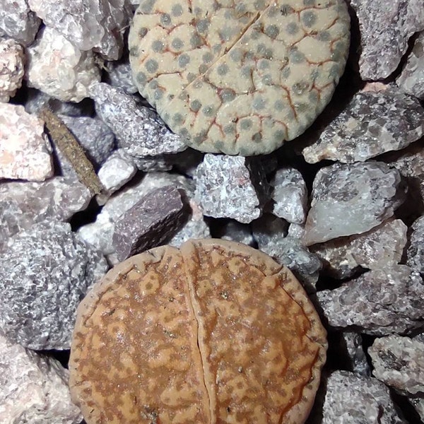 20 Seeds Lithops Aucampiae Mix / Freshly Harvest 20 Premium Quality ...