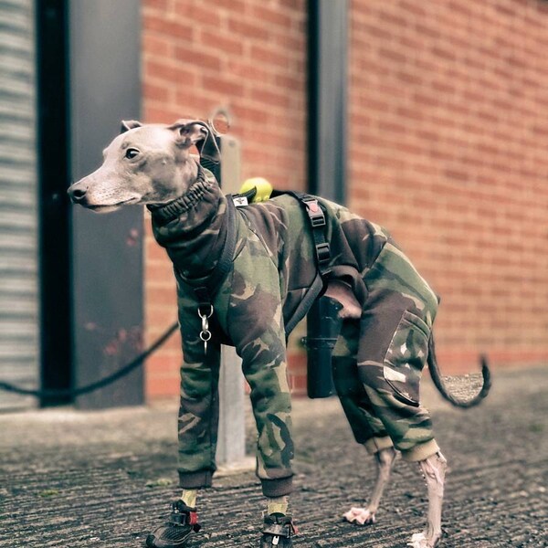 Sewing Pattern for Italian Greyhound Coat / Jacket / Waterproof ...