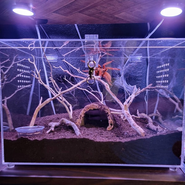 Reptile Enclosure, Tarantula Cage, 10 Gallon Size, Gecko, Terrarium ...