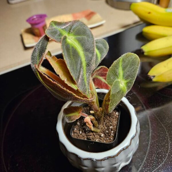 Striped Begonia | Begonia Listada | Rare Begonia | 4in Pot - Etsy