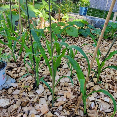 Rare Giant Indian Corn Seeds X50 Easy to Grow Colorful - Etsy