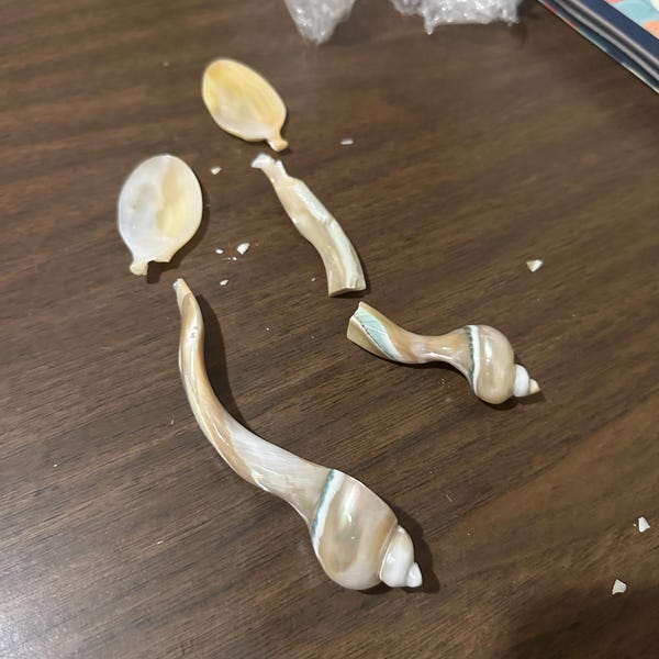 Seashell Spoon, Personalized Mother of Pearl Caviar Spoon, Shell ...