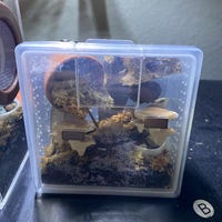 3D Printed Magnetic Pinecone Spider Hide - Etsy