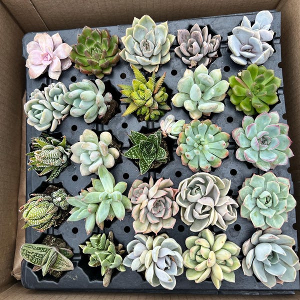 Assorted Live Rooted Succulent Plugs | Great for Baby Showers, Wedding ...