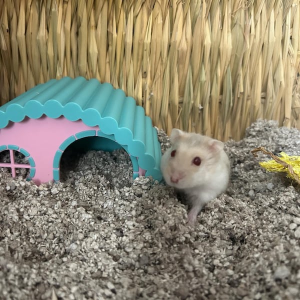 Flower Foraging Wheel, Rat Foraging Wheel, Rat Enrichment Toy, Bird ...