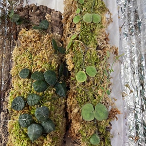 Sedum Multiceps / Miniature Joshua Tree old Trunk - Etsy