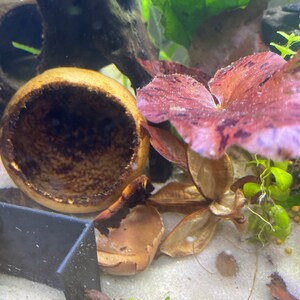 Uxi Pod - Botanicals / Vivarium / Terrarium Decor / Bettas / Bioactive ...