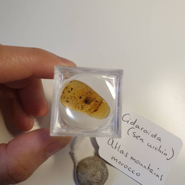 Burmese Amber Fossil With Spider Insect, Burmite Amber Inclusion - Etsy