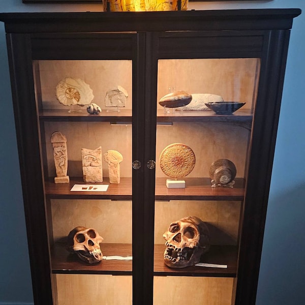 Homo Naledi Skull Replica of DH1 Find, Prehistoric Fossil Collection ...