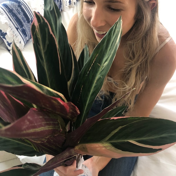 Variegated Tri Color Ginger Tropical Plan,t Red, Green, White, Garden ...