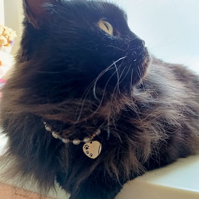 Gold Cat Collar,real Pearl Cat Necklace,beaded Small Dog Collar,luxury ...