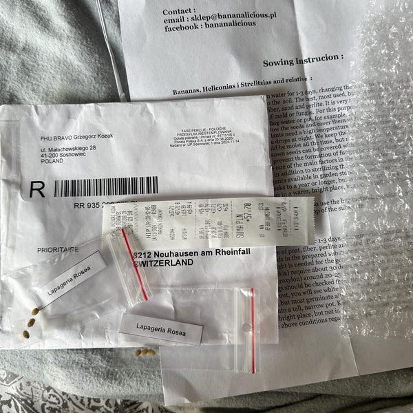 Pinus Roxburghii Chir Pine Pinus Longifolia 5 Samen - Etsy.de