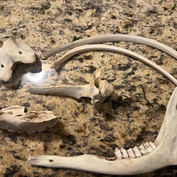 Small Animal Pelvis! Real Bones! - Etsy