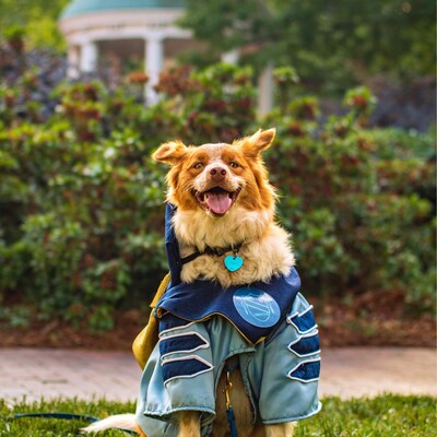 Professor Paws FD-2108.PupPak-4 Szs: 4XS 3XS 2XS XS PDF - Etsy España