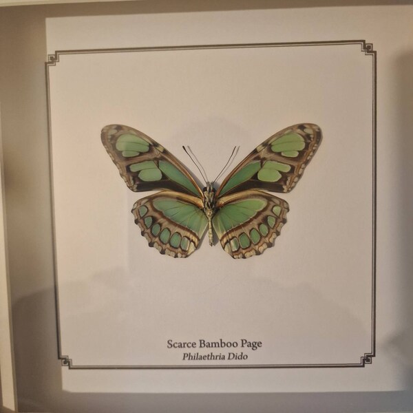 Spotted Sawtooth Butterfly Necklace, Real Butterfly Wing Necklace ...