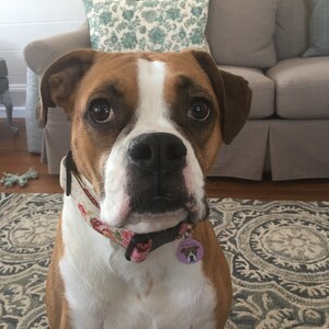 Dog Tag for Boxer Dogs With Personalised Name and Address, Custom ID ...