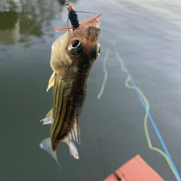 Black Nose Dace Fly - Etsy