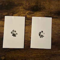 Inkless Pet Paw Print Kit Get High-quality Paw Prints With - Etsy