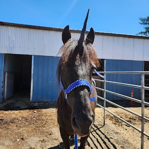Horse Skeleton BONES Made of ABS Plastic, Multiple Sizes Available - Etsy
