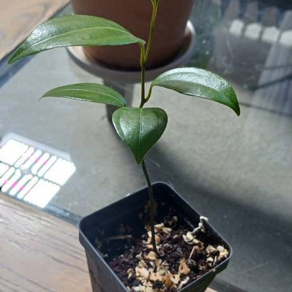 1 Ceylon Cinnamon Tree Seedling (4-5 in Tall and Larger) - Organic ...