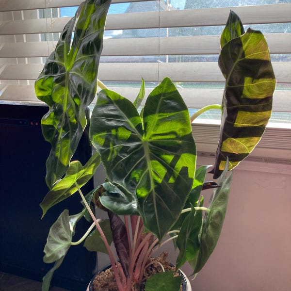 Mican Philodendron Velvet Leaf Philo Indoor & Outdoor Live Tropical ...