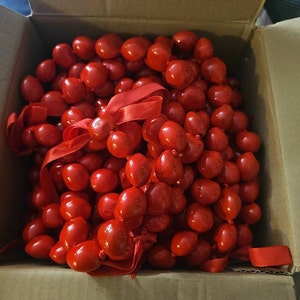 Nasa Shell Lei Dove Tail Shell by Dozen Bulk Costume Necklace Hawaiian ...