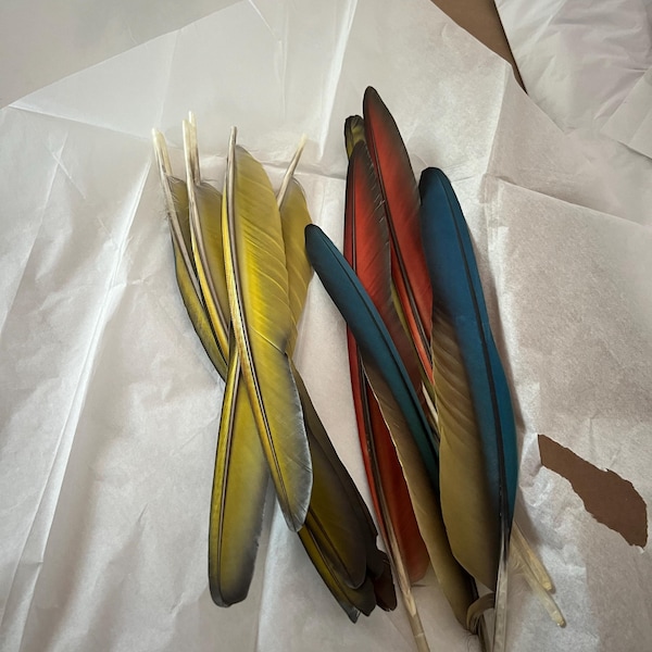 Macaw Feather / Parrot Feather / Green Feather / Small Feathers ...