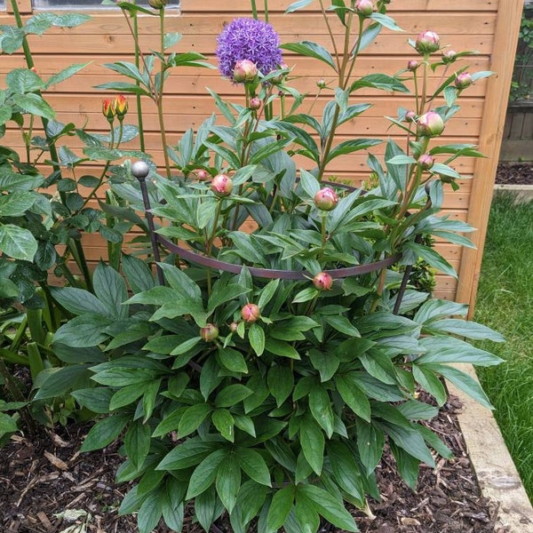 Rusty Peony Cage - Plant Support - in 2 Sizes- Raw Steel Designed to ...