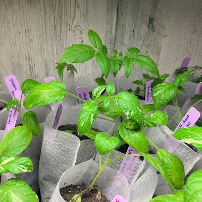 Aji Rainforest Pepper Seeds - Etsy