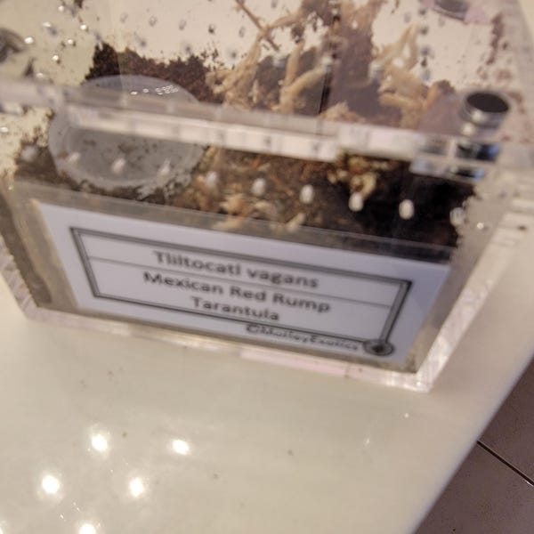 Small Terrarium Label Laminated Enclosure Label Exotic Pet Informative ...