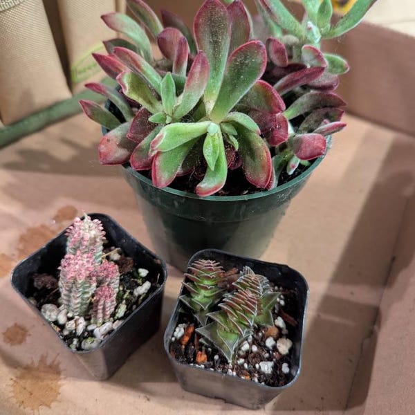 RARE | Crassula Tabularis Pagoda Village - Succulent Plant 2" Pot - Etsy