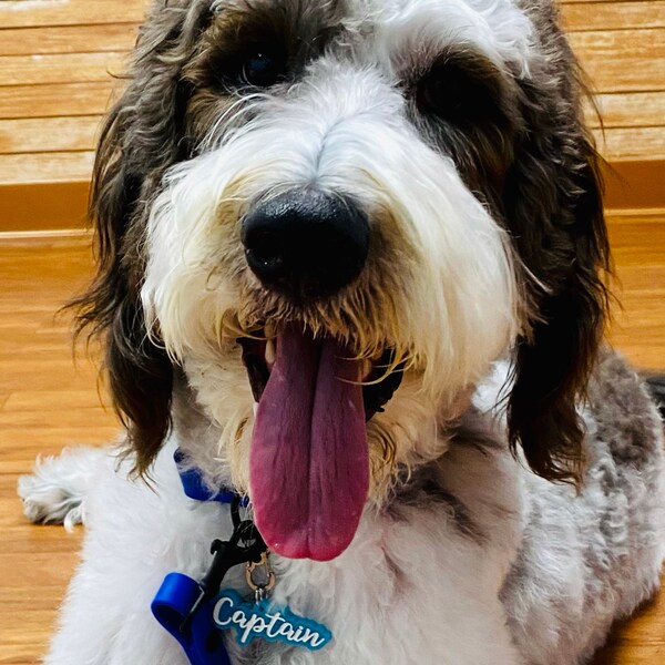 Custom Dog Tag // TURQUOISE Acrylic Dog Tag // Personalized Pet Tag ...