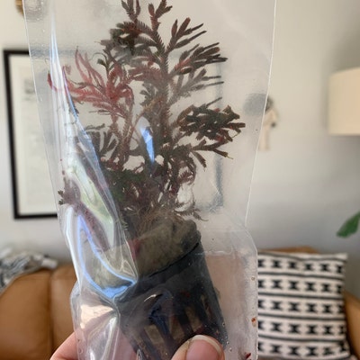 Selaginella Erythropus Sanguinea Red Ruby Club Moss Live Terrarium ...