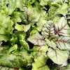 Rainbow Beet Collection, Five Fancy Heirlooms, 300 Mixed Seeds, Fall ...