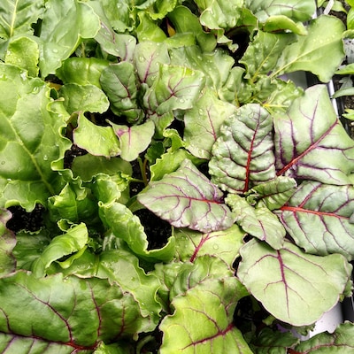 Rainbow Beet Collection, Five Fancy Heirlooms, 300 Mixed Seeds, Fall ...