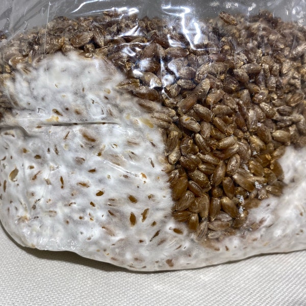 Blue Oyster Mycelium Liquid Culture (pleurotus Columbinus) - Etsy