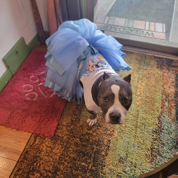 Smoke Blue Dog Tutu Skirt. XS-XXXL. Cat Wedding Dress. Birthday Party ...
