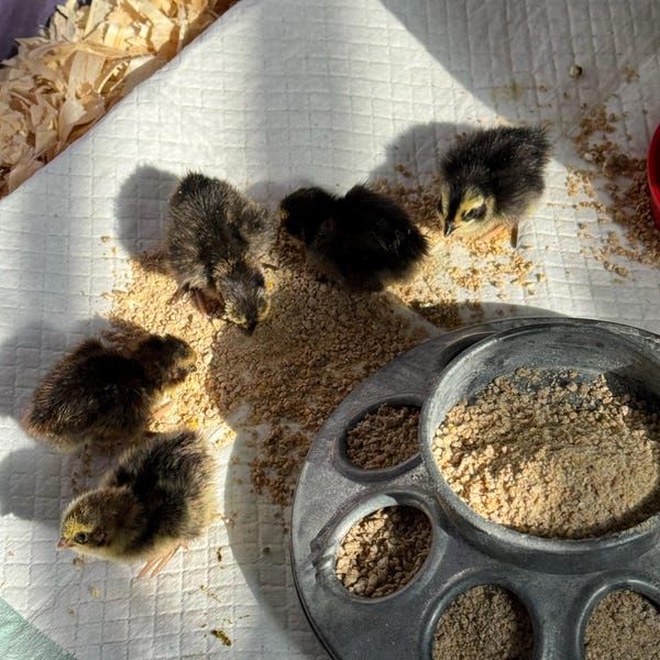 12 Fresh Rainbow Coturnix Quail Eggs - Etsy