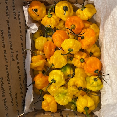 Whole Fresh Scotch Bonnet Peppers. Fresh Pods of Genuine Scotch Bonnets ...