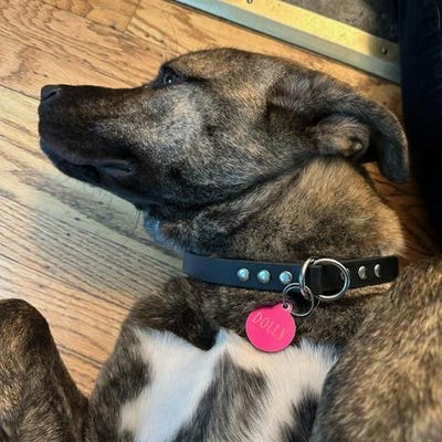 Funny Sayings Tag, Lightweight Tag, Funny Tag, Fun Dog Tag, Aluminum ...