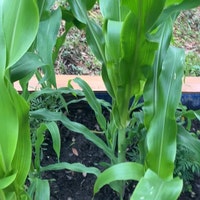 Andrographis Seeds andrographis Paniculata Packet of 100 Seeds Palm ...